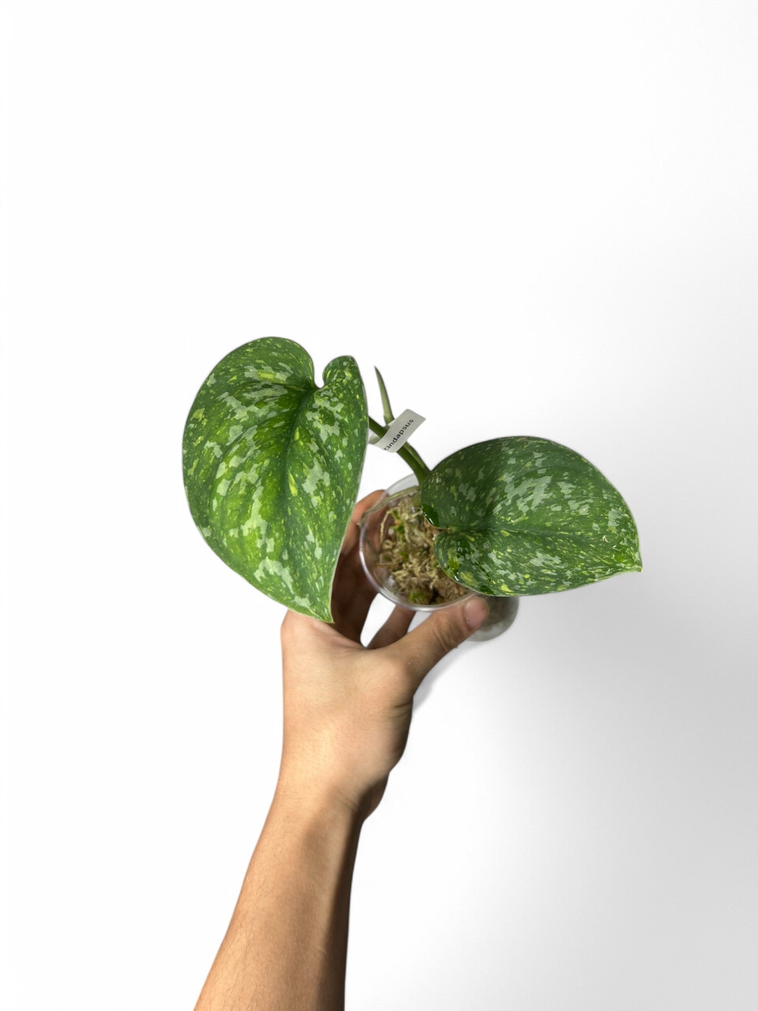 Scindapsus Noid – Rare Plants Collection