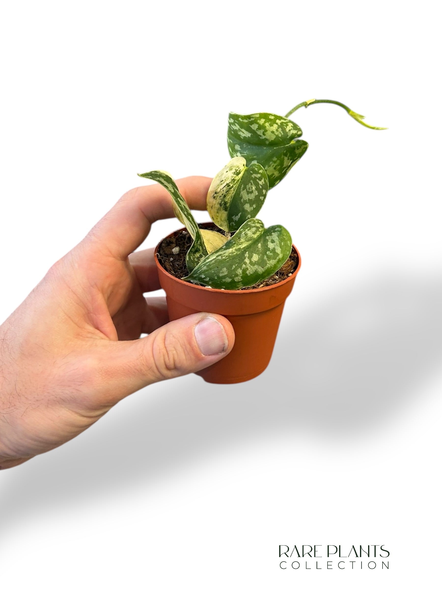 Scindapsus Mayari | Acheter en ligne | Rare Plants Collection