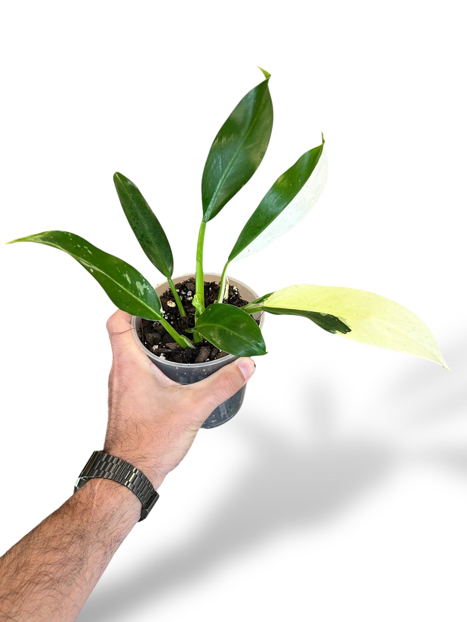 Philodendron Wend Imbe Variegata – Rare Plants Collection